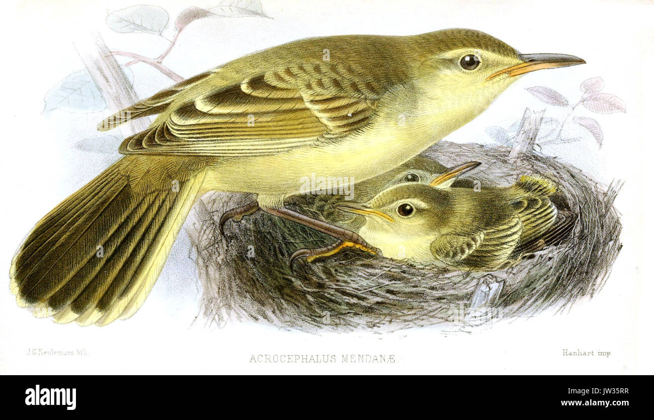 Genus acrocephalus hi-res stock photography and images - Alamy