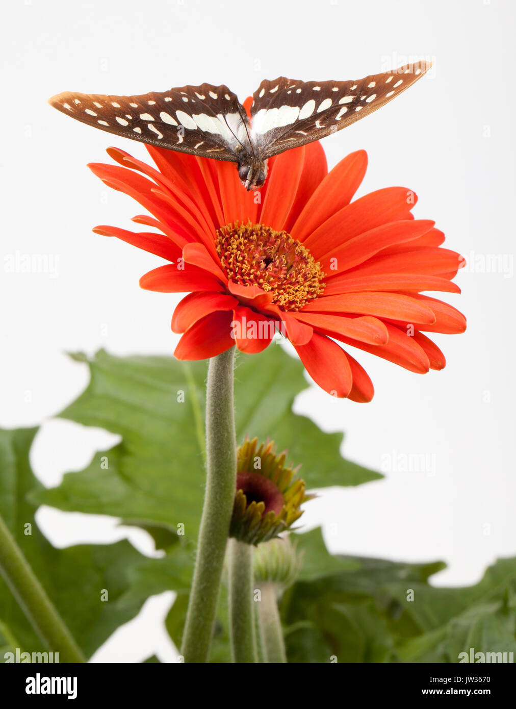Swallowtail Butterfly About to Land on Gerbera Daisy flower Stock Photo ...