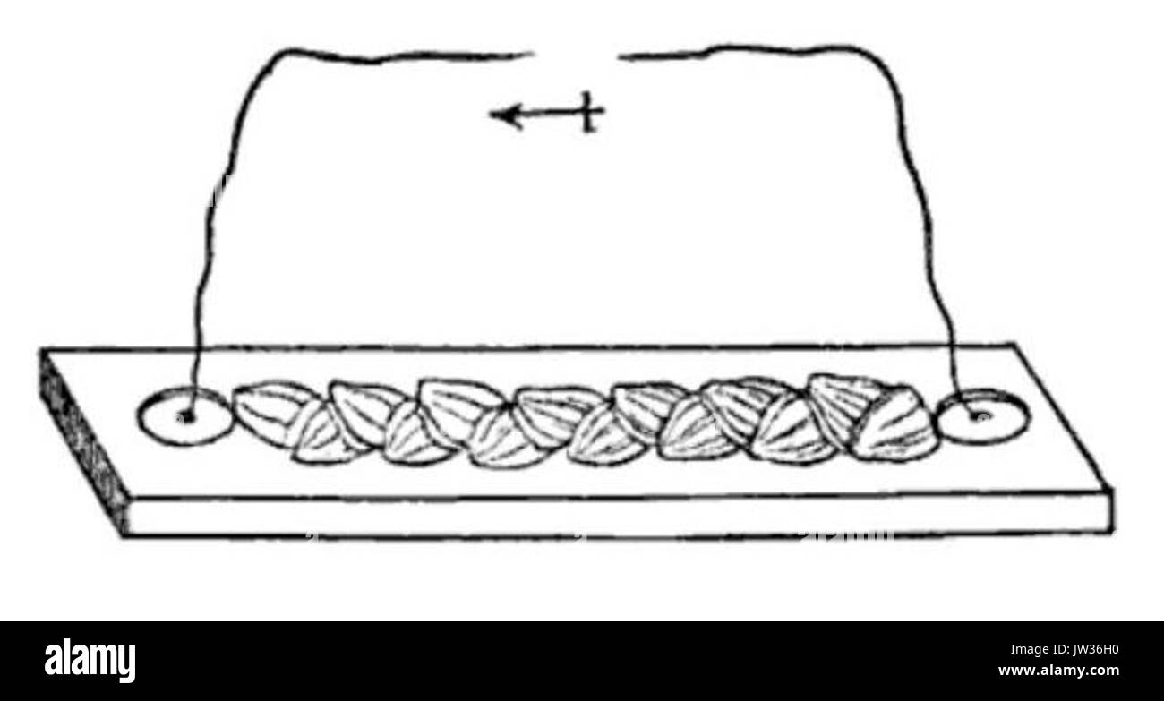 Frog physiology Cut Out Stock Images & Pictures - Alamy