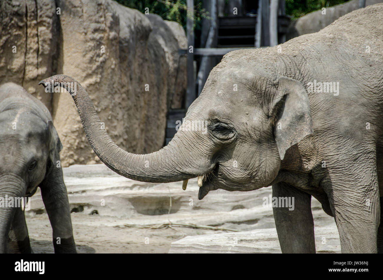 Elephants laughing hi-res stock photography and images - Alamy