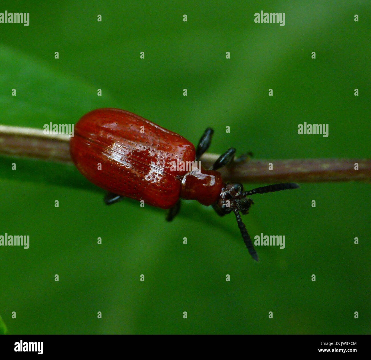 Criocerinae hi-res stock photography and images - Alamy