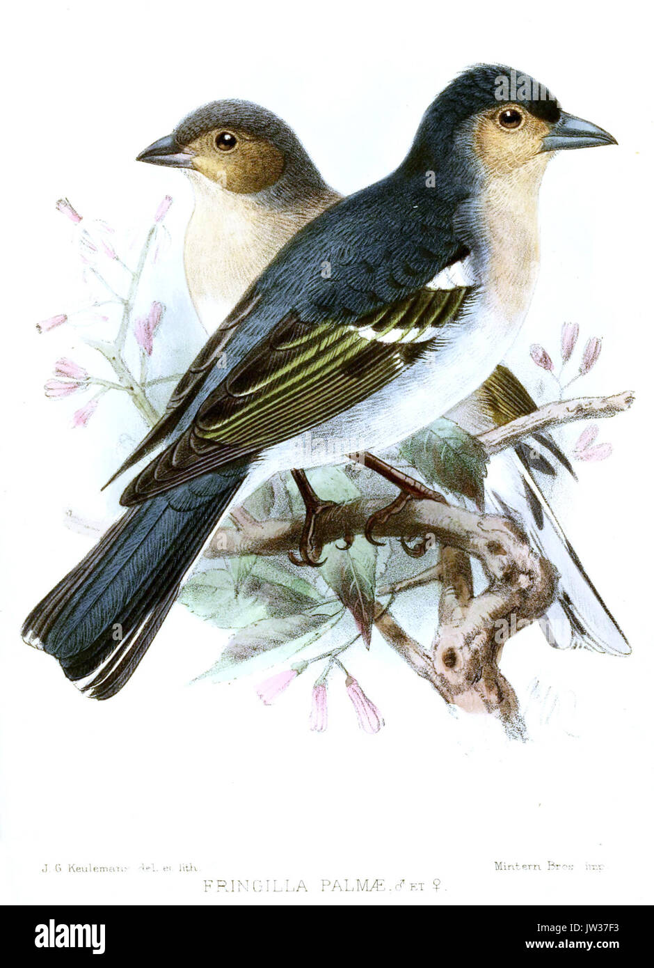 Finch natural Cut Out Stock Images & Pictures - Alamy