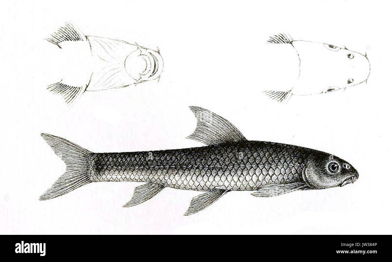 Garra fish Cut Out Stock Images & Pictures - Alamy