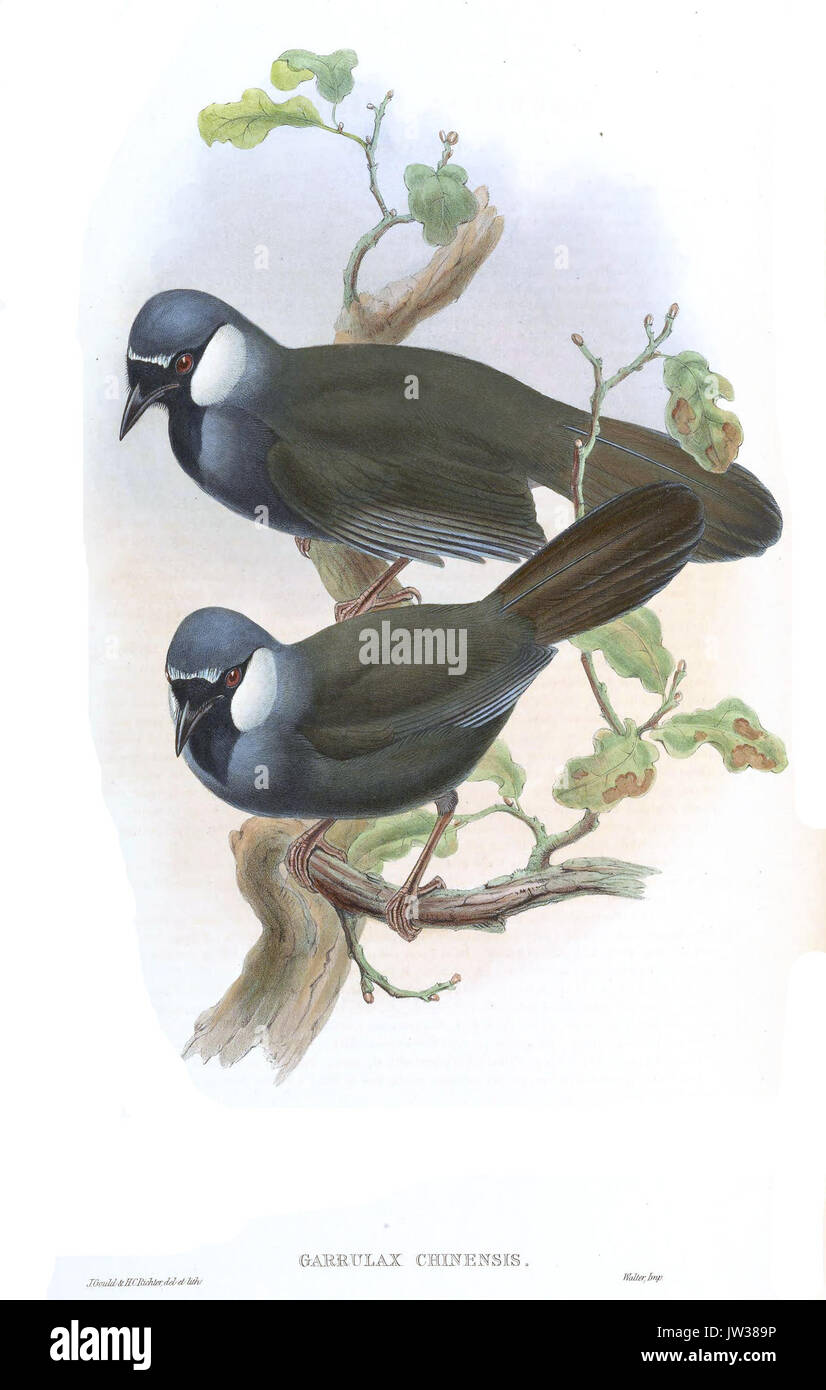 Garrulax chinensis hi-res stock photography and images - Alamy