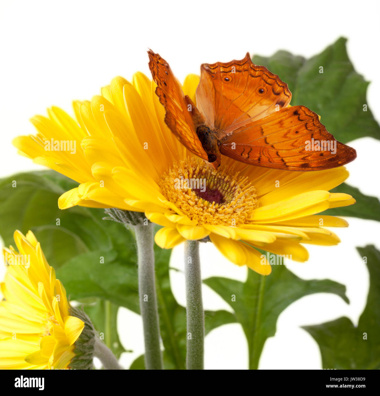 Vindula erota hi-res stock photography and images - Alamy