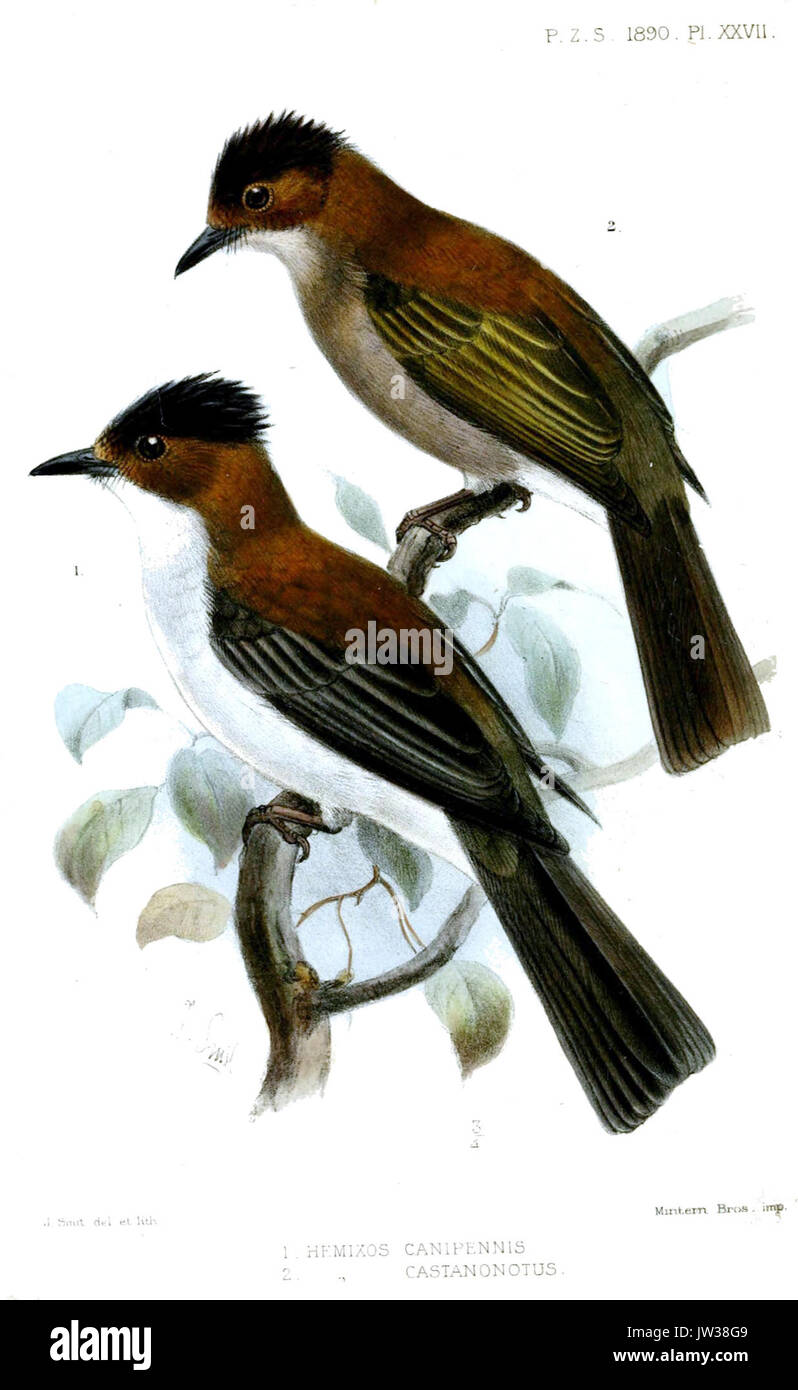 Avian field research Cut Out Stock Images & Pictures - Alamy