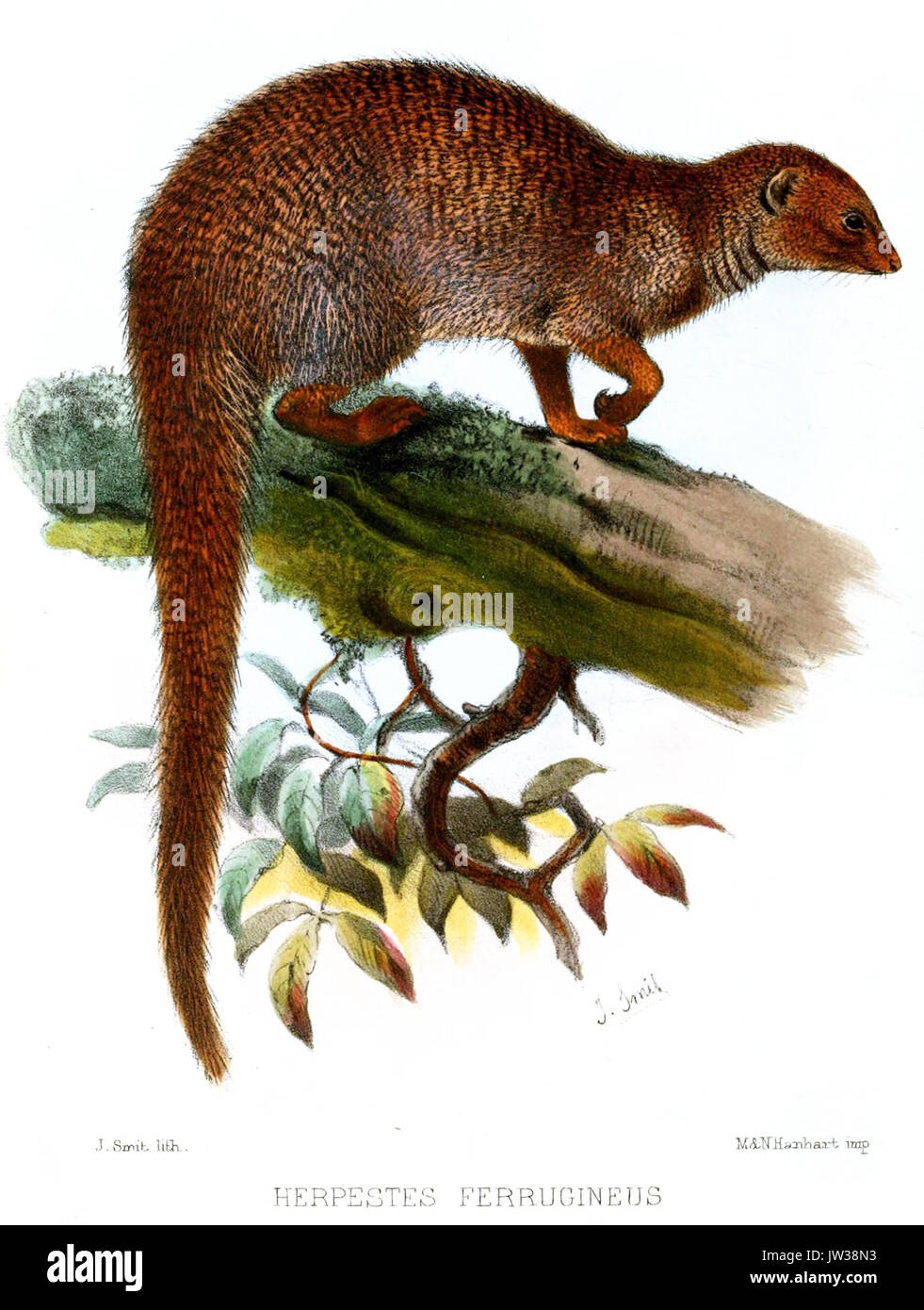 Indian mongoose Cut Out Stock Images & Pictures - Alamy