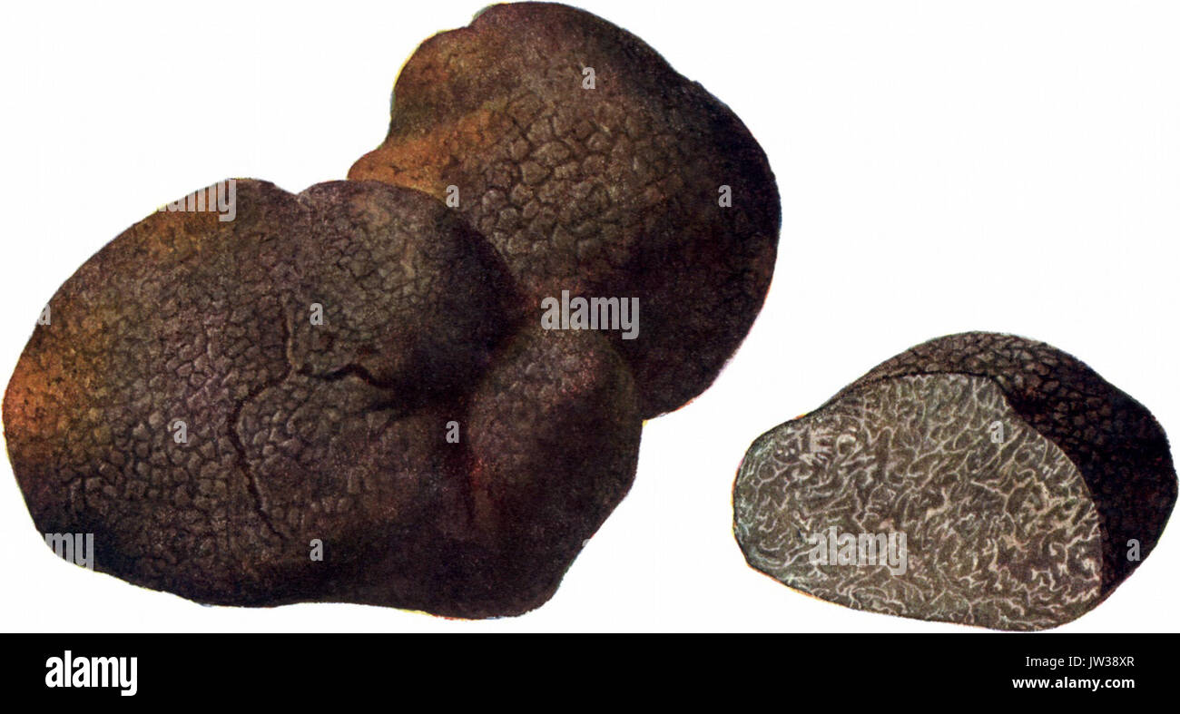 Tuber brumale hi-res stock photography and images - Alamy
