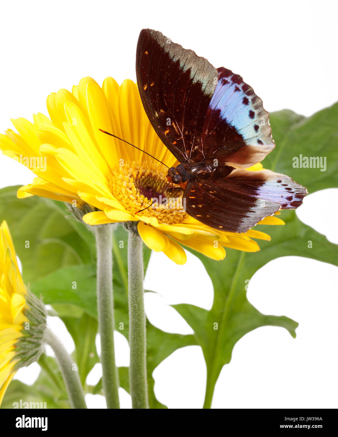 Archduke Butterfly (Lexias Pardalis) on Yellow Gerbera Daisy Stock ...