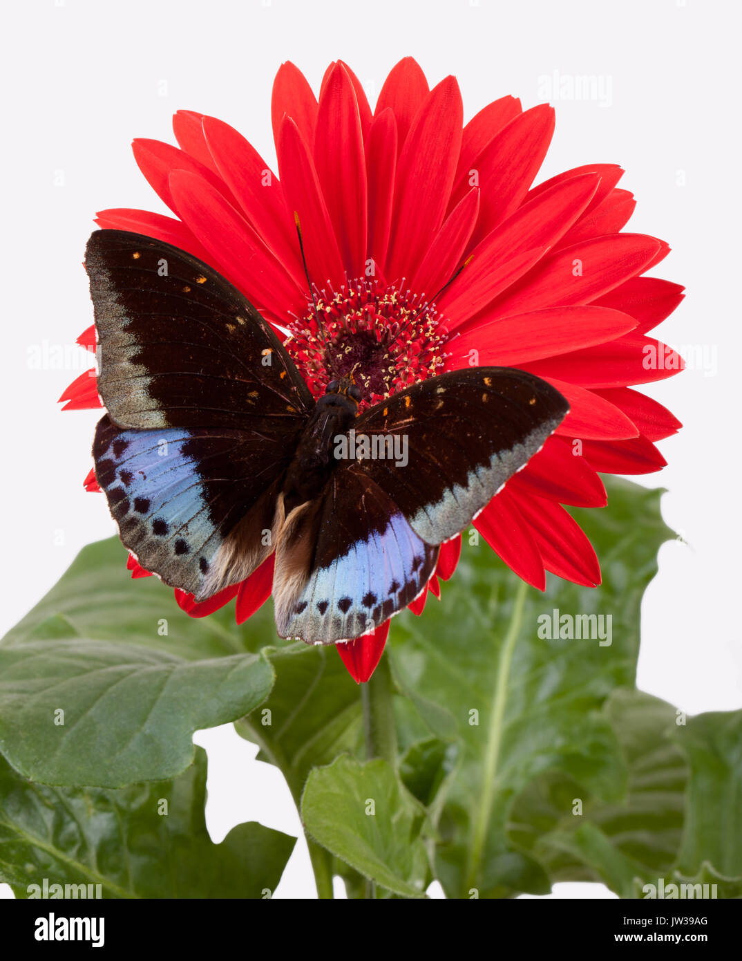 The Archduke Butterfly High Resolution Stock Photography and Images - Alamy