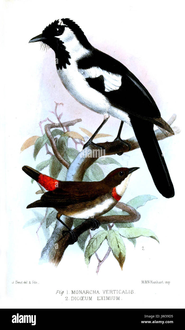 Monarch bird hi-res stock photography and images - Alamy