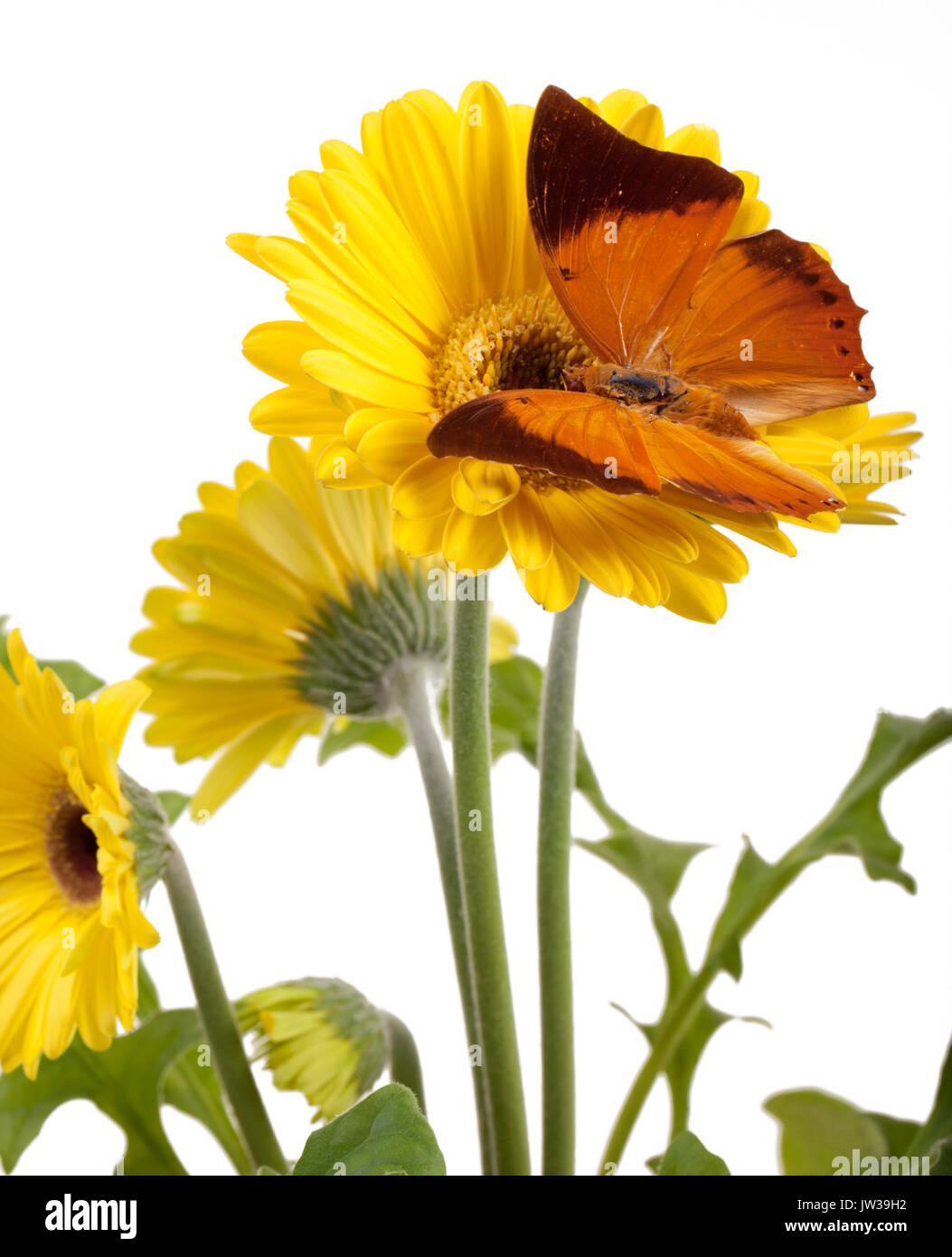 Tawny rajah butterfly hi-res stock photography and images - Alamy