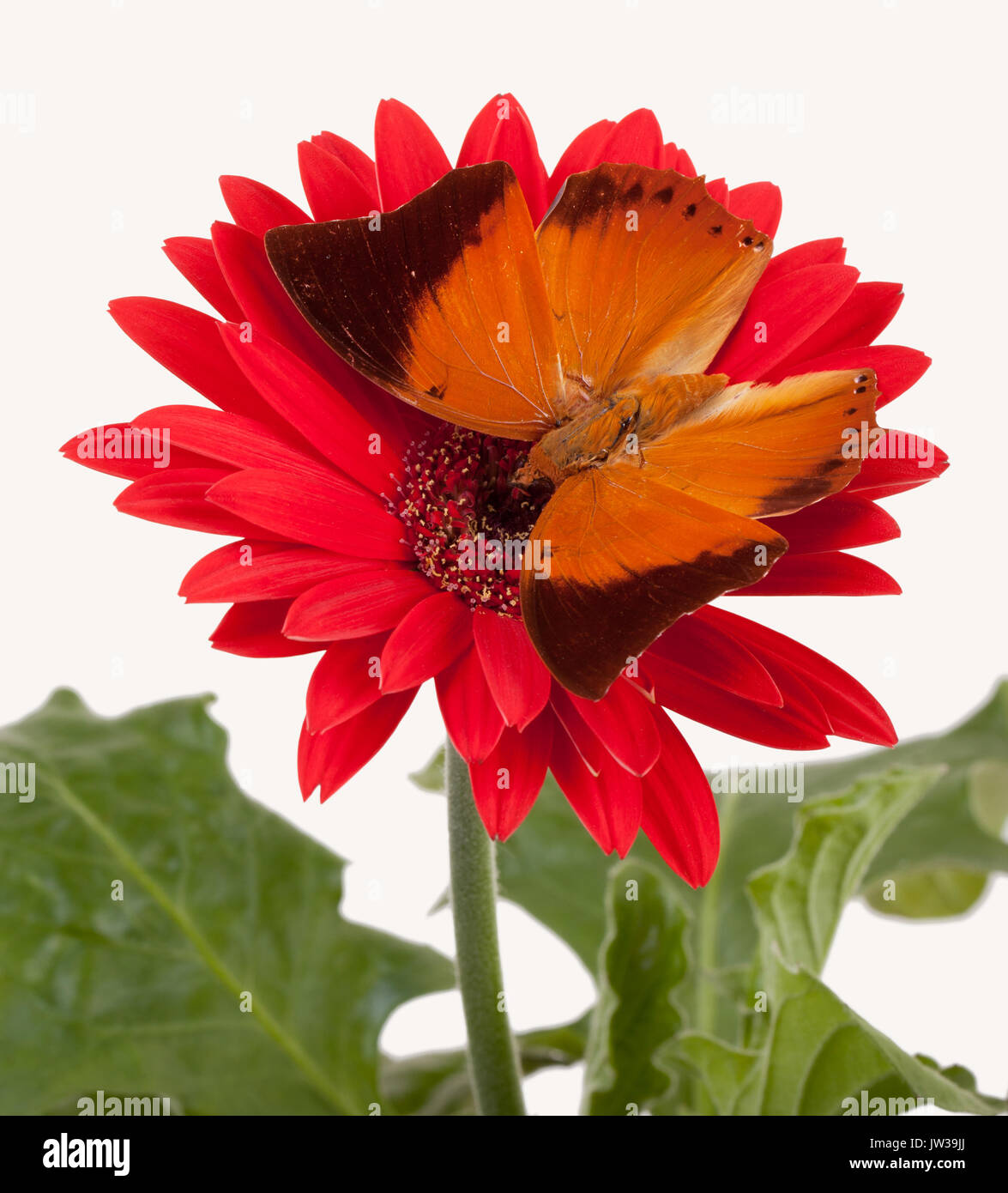 Tawny Rajah Butterfly [Charaxes bernardus] on a Red Daisy Stock Photo ...