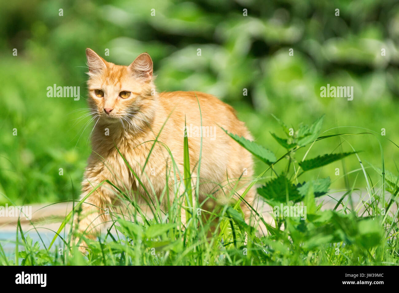 Beautiful red cat on the grass, nature, summer Stock Photo - Alamy