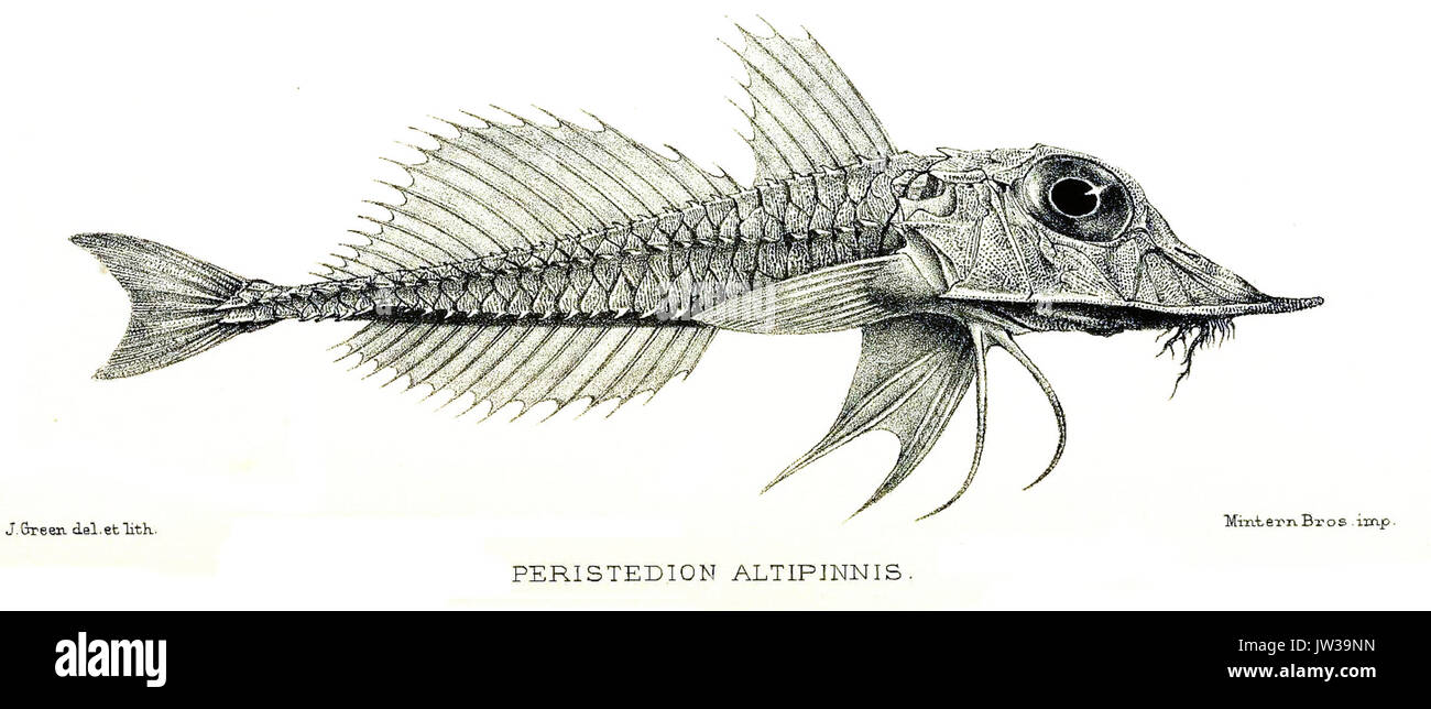 Peristedion hi-res stock photography and images - Alamy