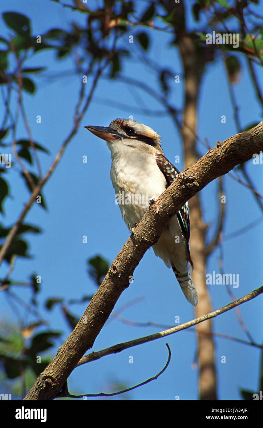 Kookaburra (Dacelo novaeguineae), Smiths Lake, Myall Lakes National Park, NSW, Australia Stock ...
