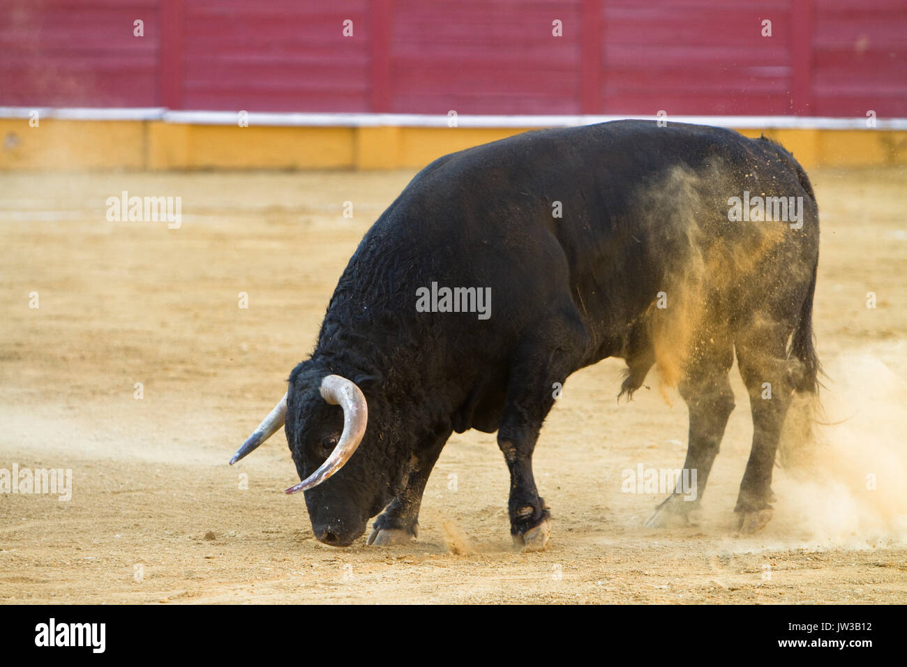 Scratches animal hi-res stock photography and images - Alamy