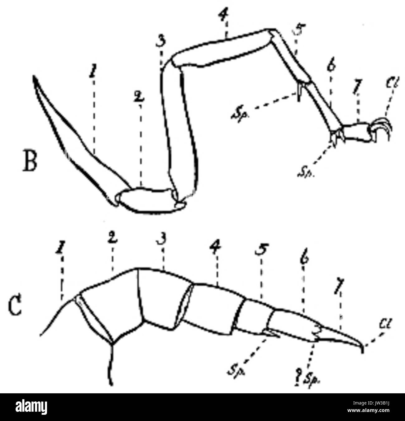 New species marine crustacean Black and White Stock Photos & Images - Alamy