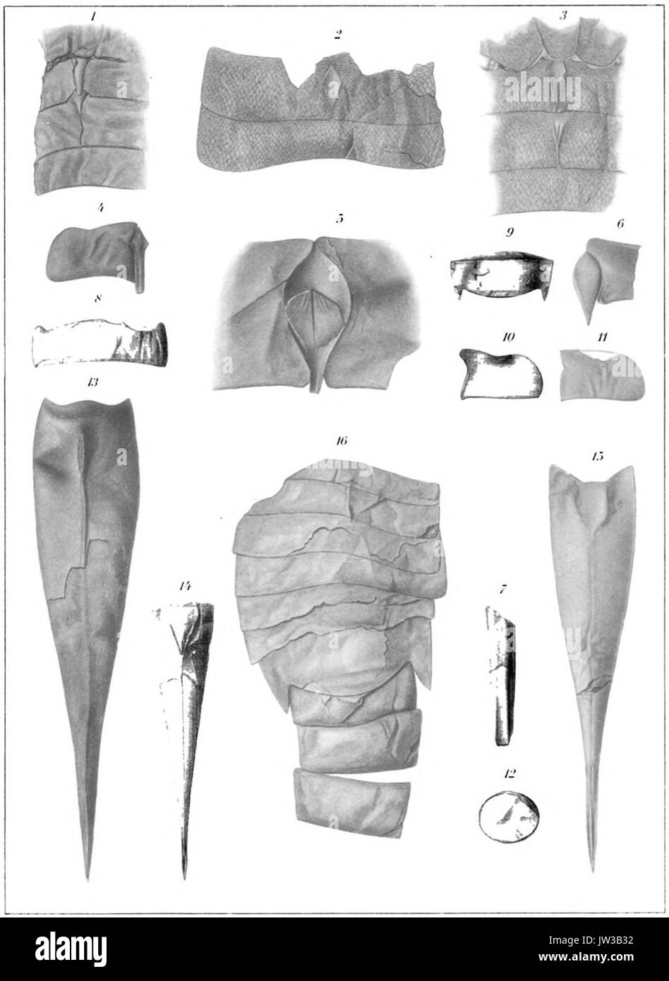 Eurypterid anatomy hi-res stock photography and images - Alamy