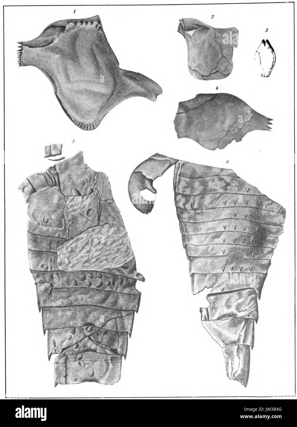 Eurypterid fossils hi-res stock photography and images - Alamy