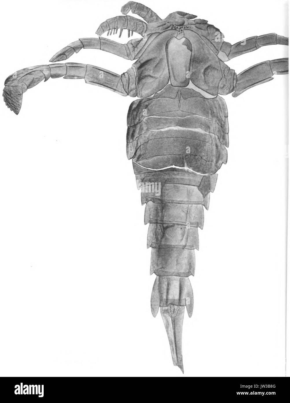 The Eurypterida of New York plate 43 Stock Photo - Alamy