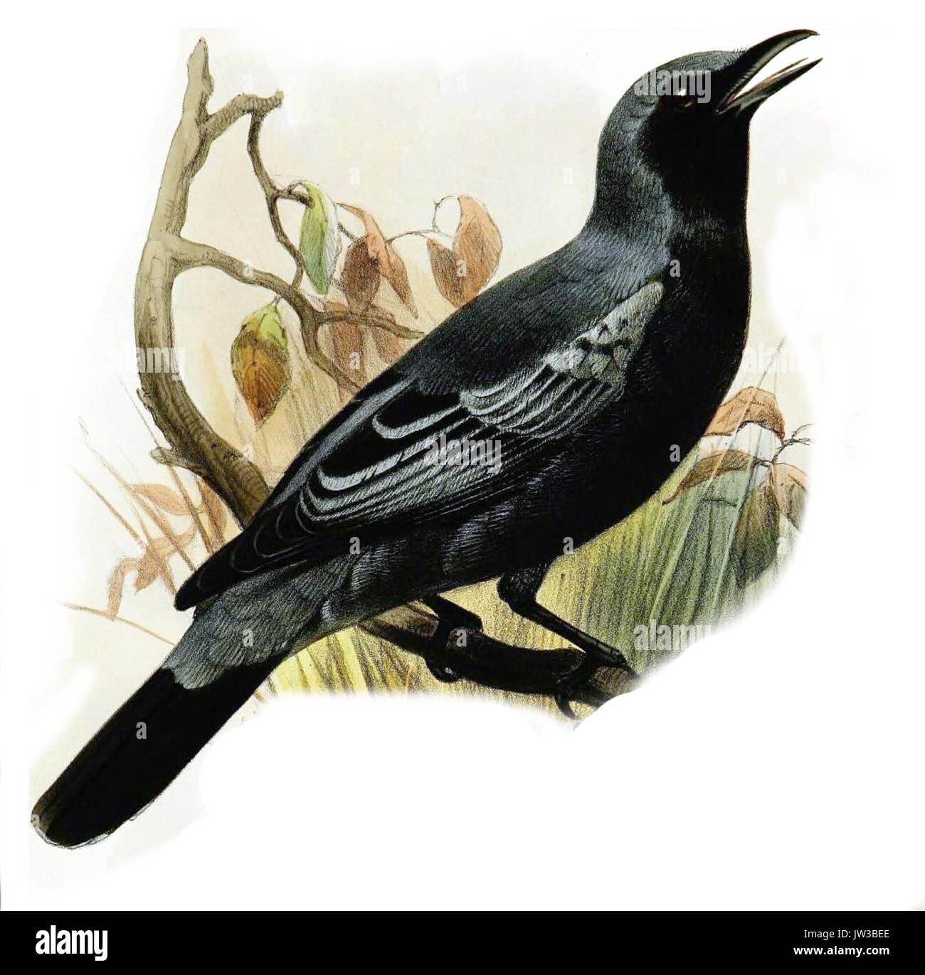 Morio Cut Out Stock Images & Pictures - Alamy