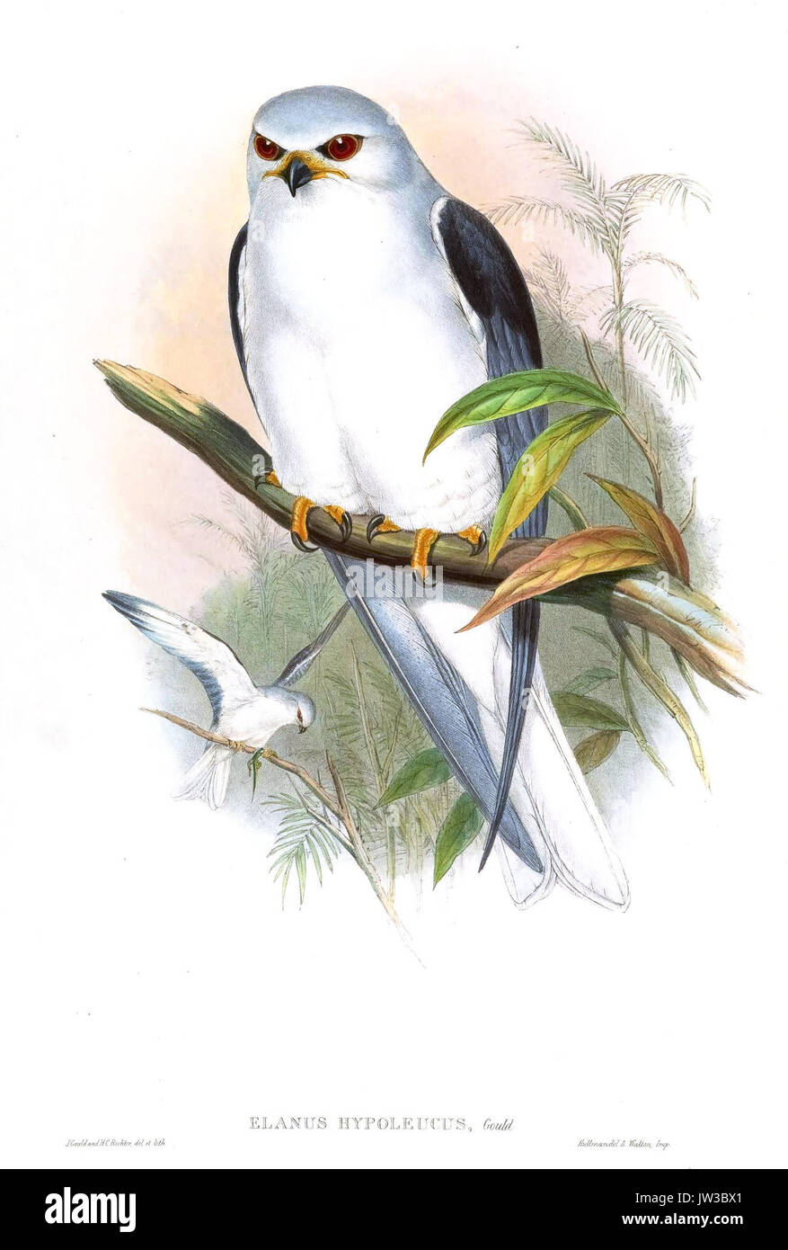 Australian kite flying Cut Out Stock Images & Pictures - Alamy