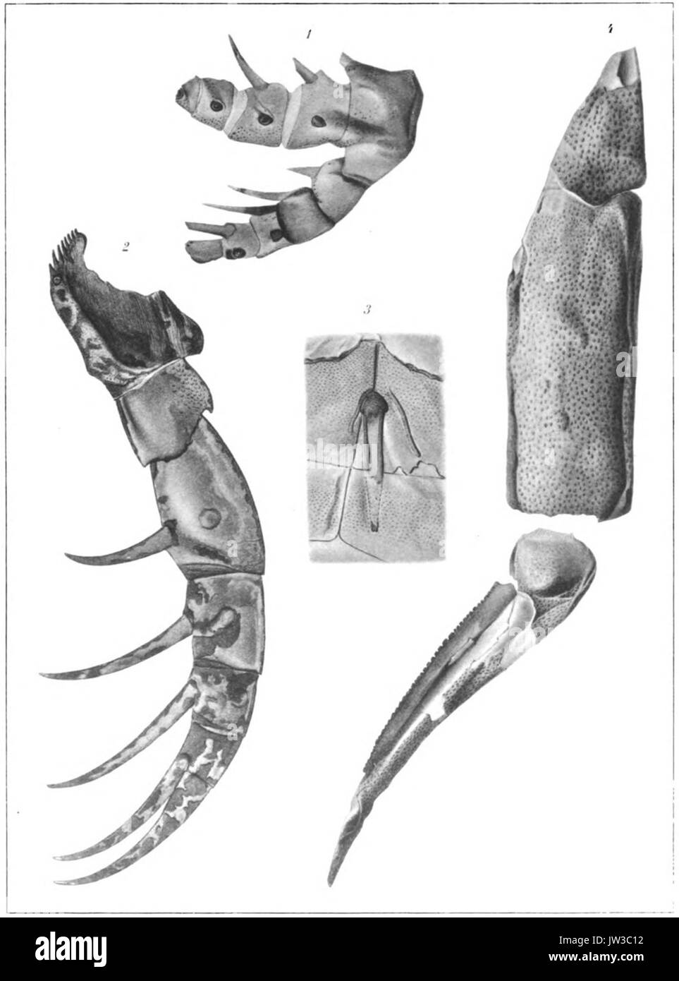 The Eurypterida of New York plate 33 Stock Photo - Alamy