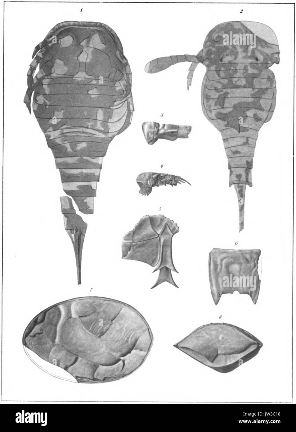 Eurypterid fossils hi-res stock photography and images - Alamy