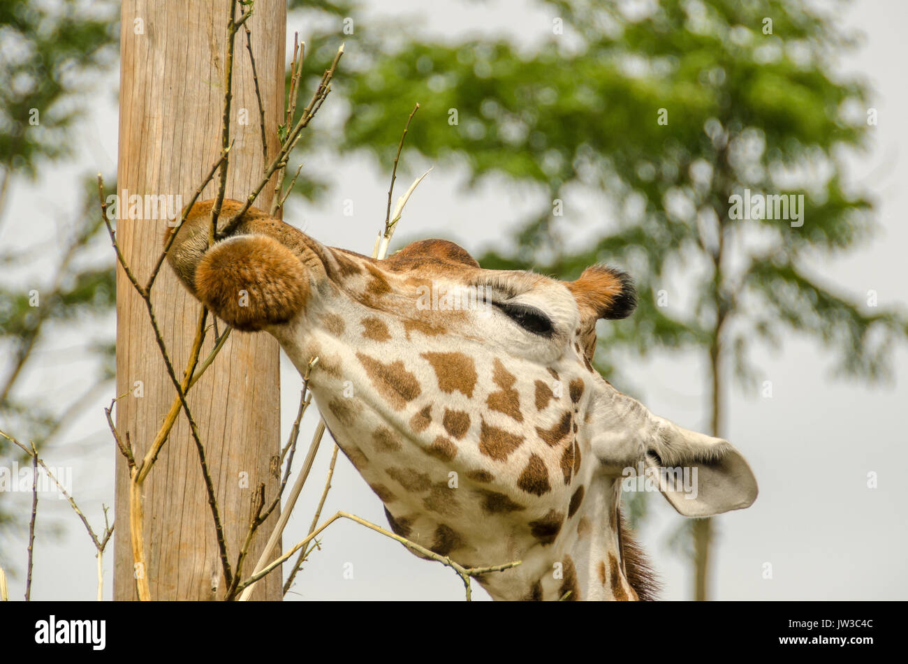 Griraffe eating from a tree Stock Photo - Alamy