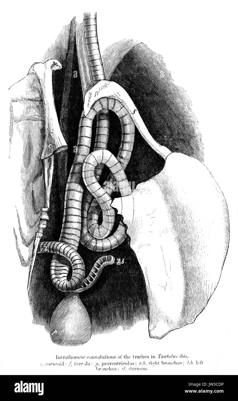 Tantalus ibis Black and White Stock Photos & Images - Alamy