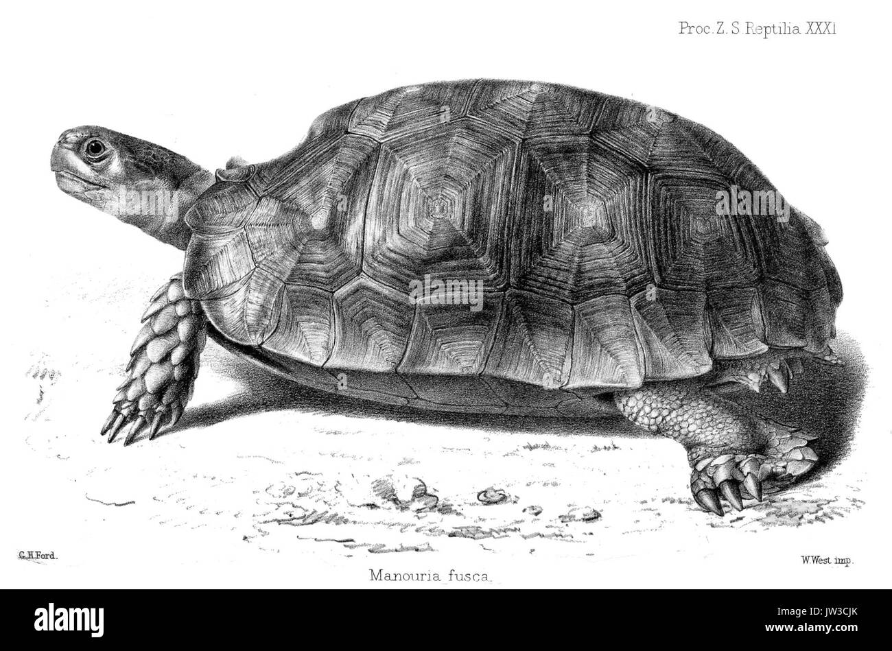 Manouria fusca hi-res stock photography and images - Alamy