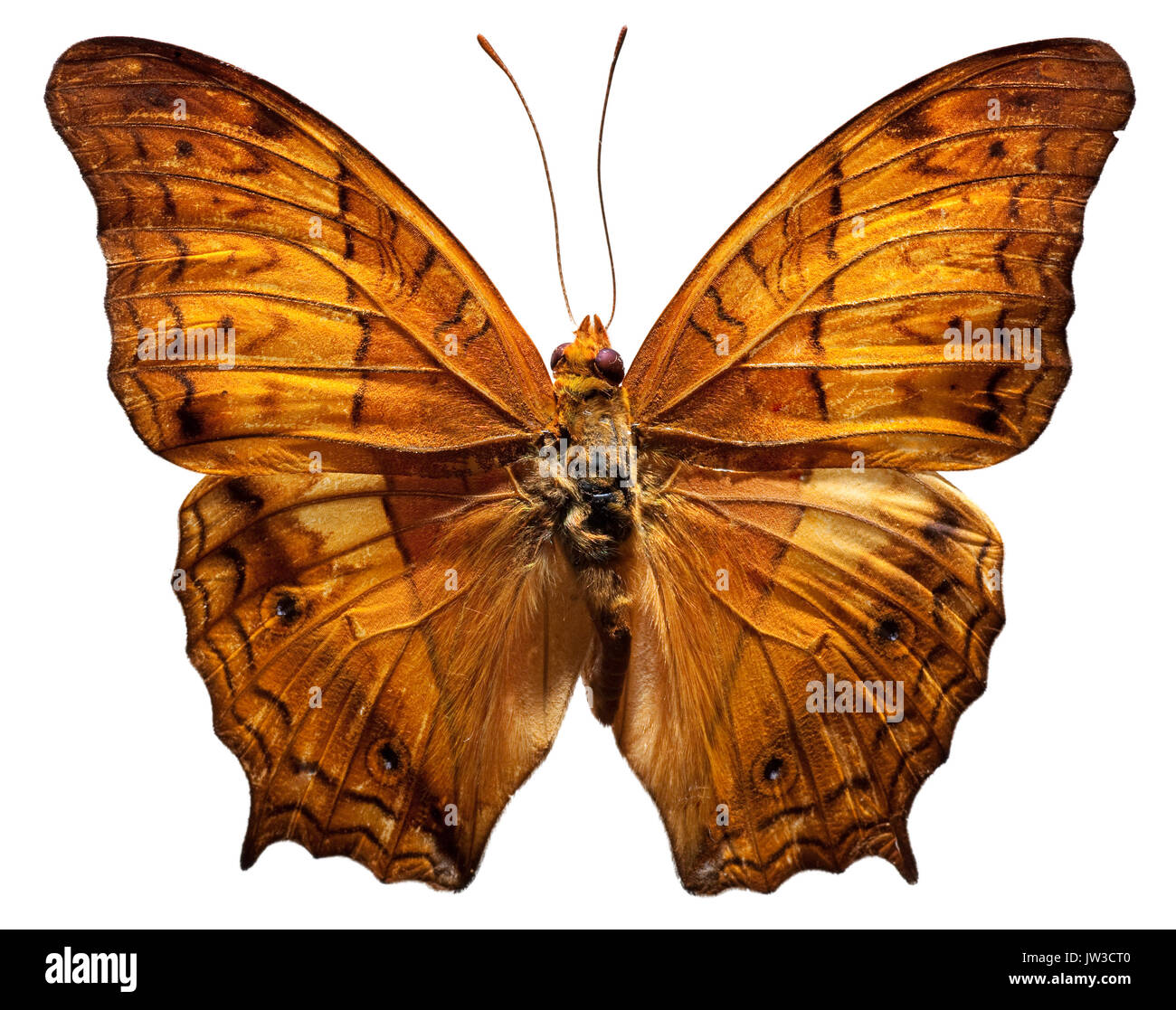 Vindula erota hi-res stock photography and images - Alamy