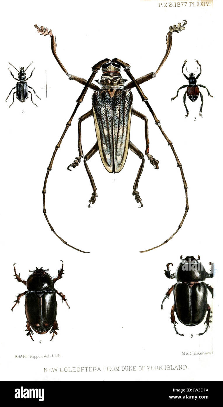 Coleoptera identification Cut Out Stock Images & Pictures - Alamy