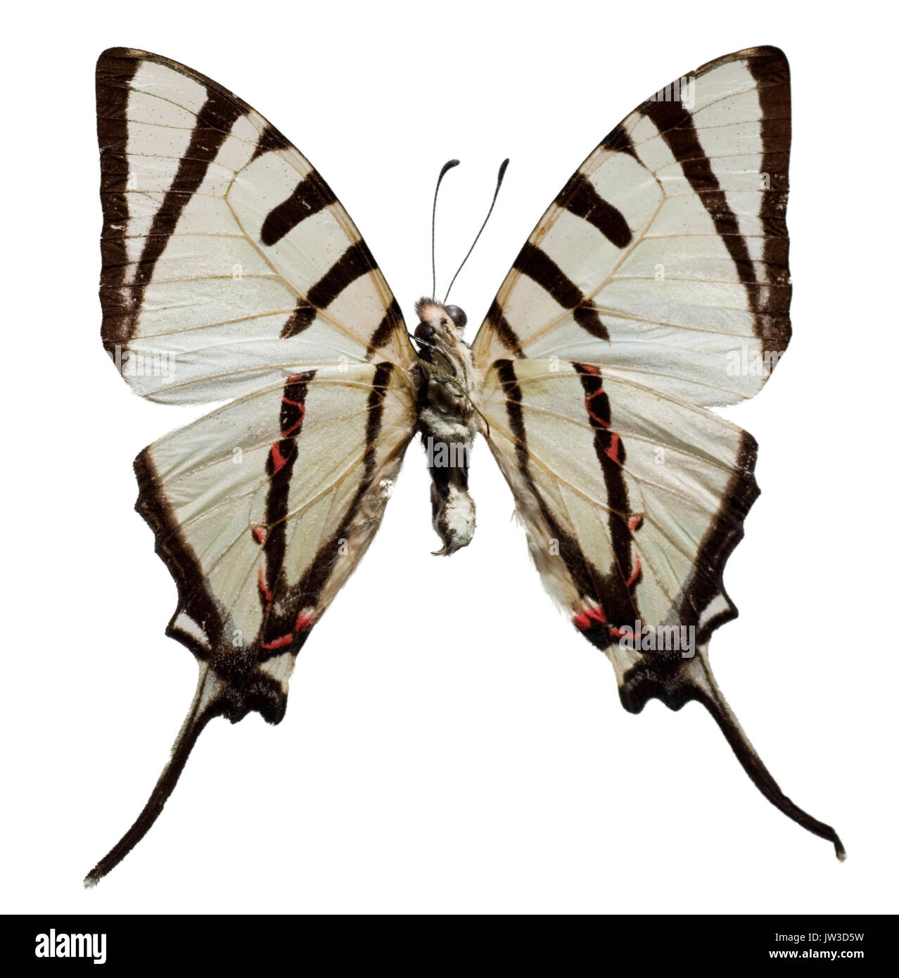 closeup studio image of Four Bar butterfly Stock Photo - Alamy