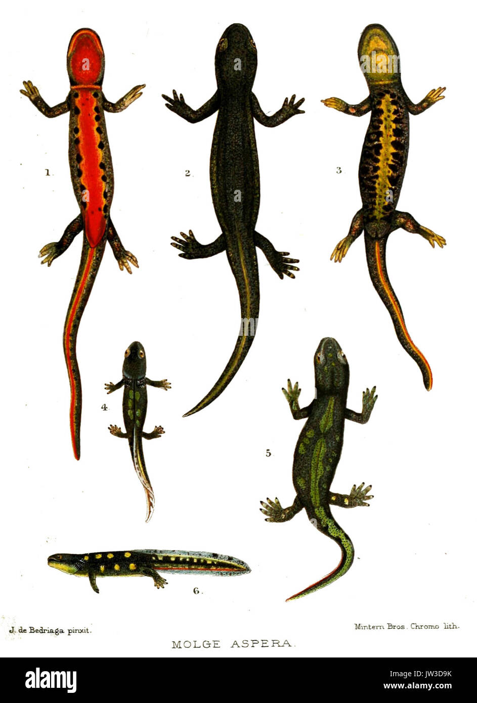 Salamander anatomy hi-res stock photography and images - Alamy