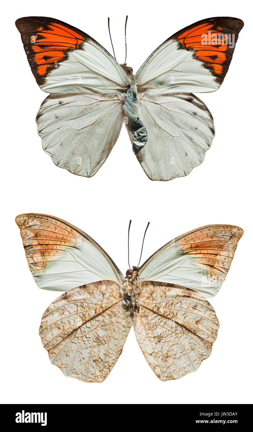 Upper wing Cut Out Stock Images & Pictures - Alamy