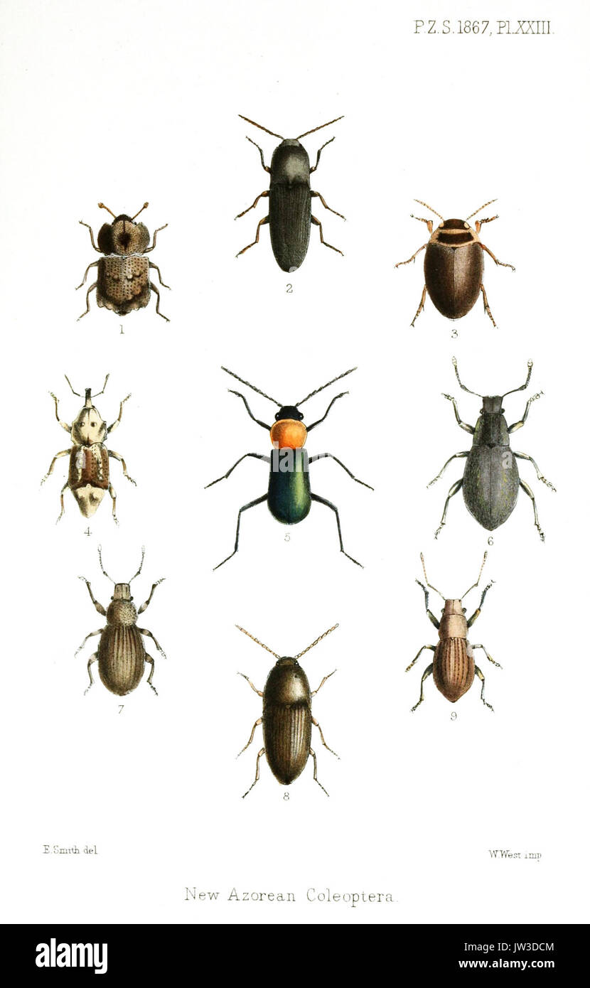 The insects of the order coleoptera Cut Out Stock Images & Pictures - Alamy