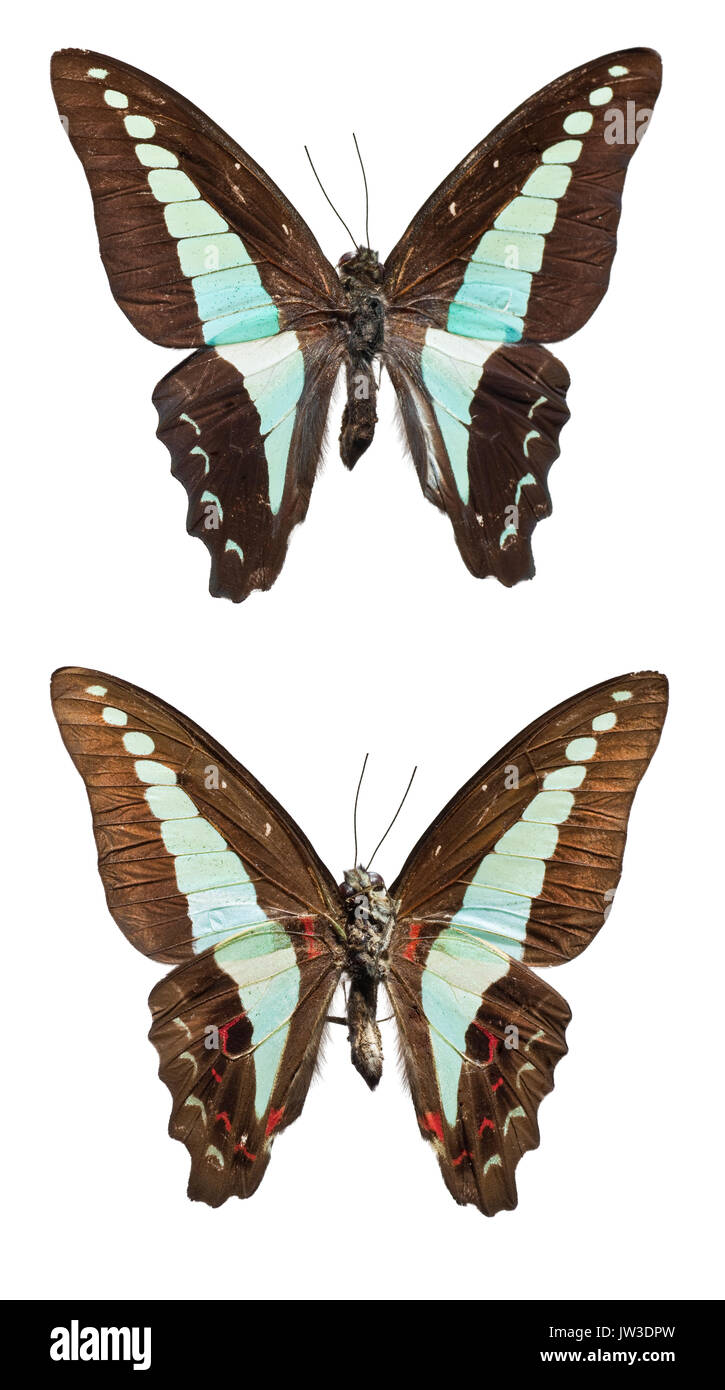 Upper wing Cut Out Stock Images & Pictures - Alamy