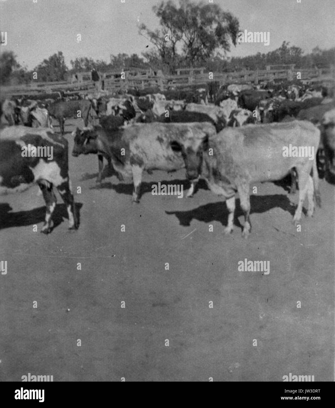 Old stock yards Black and White Stock Photos & Images - Alamy