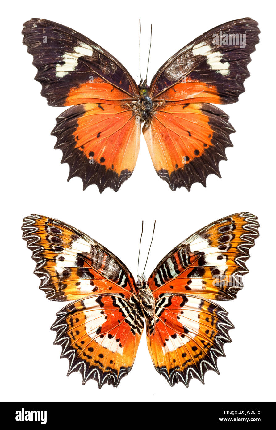 Malay Lacewing Butterfly upper and lower Stock Photo - Alamy