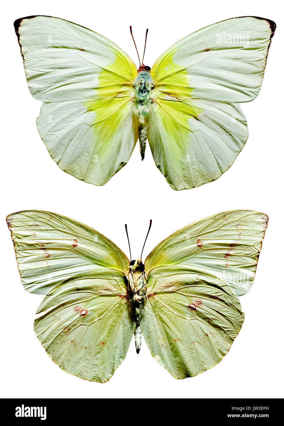 Lemon Emigrant Butterfly upper and lower Stock Photo - Alamy