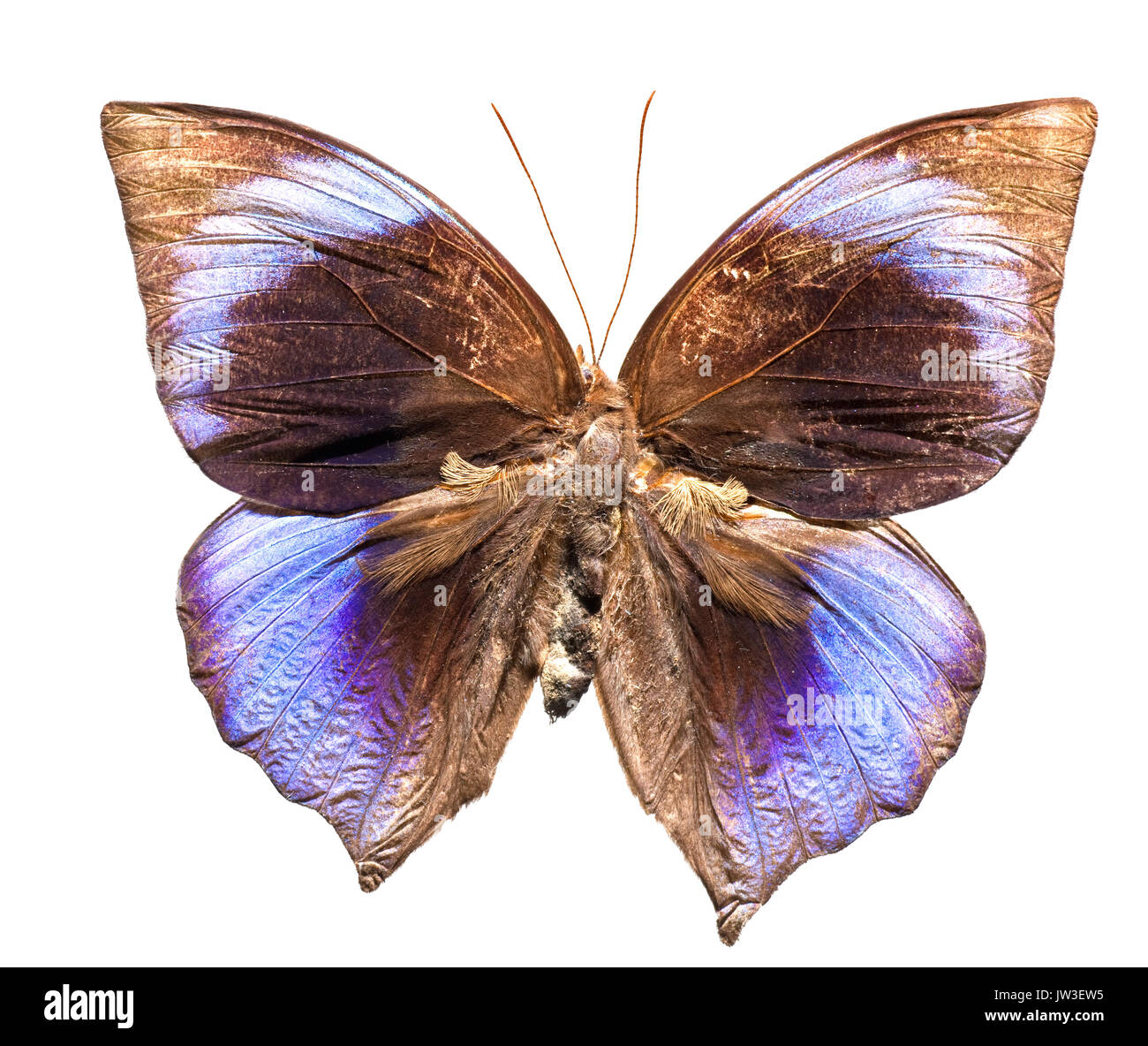 The Saturn Butterfly(Zeuxidia amethystus Stock Photo - Alamy