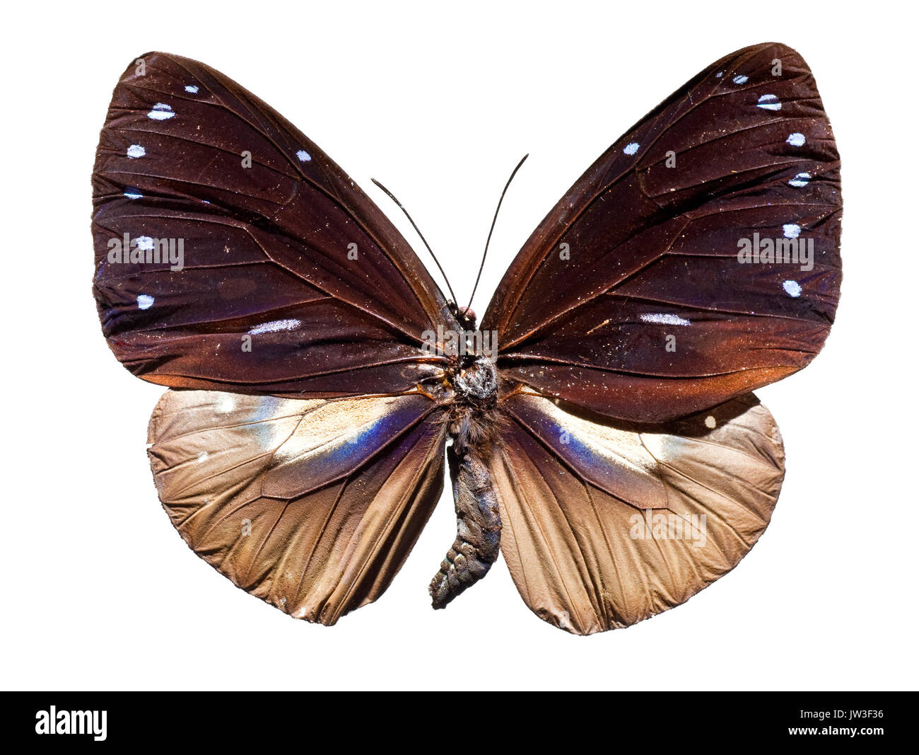 Common Crow Butterfly (Euploea core Stock Photo - Alamy