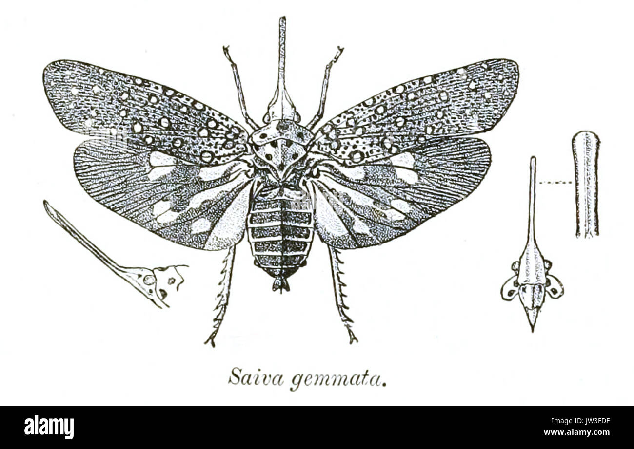 Saiva hi-res stock photography and images - Alamy