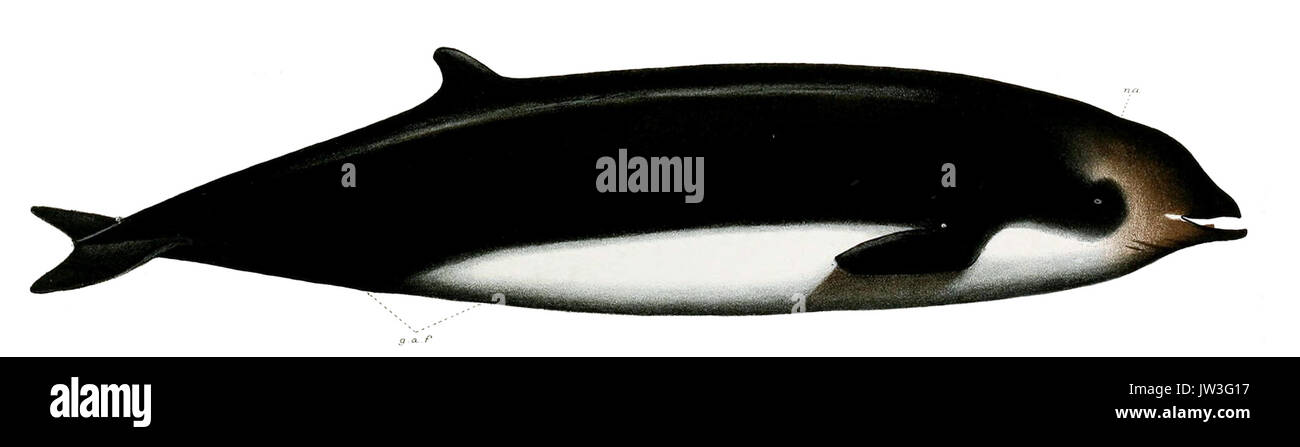 Ziphius hi-res stock photography and images - Alamy