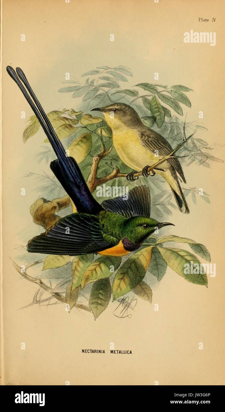 Anthodiaeta metallica hi-res stock photography and images - Alamy