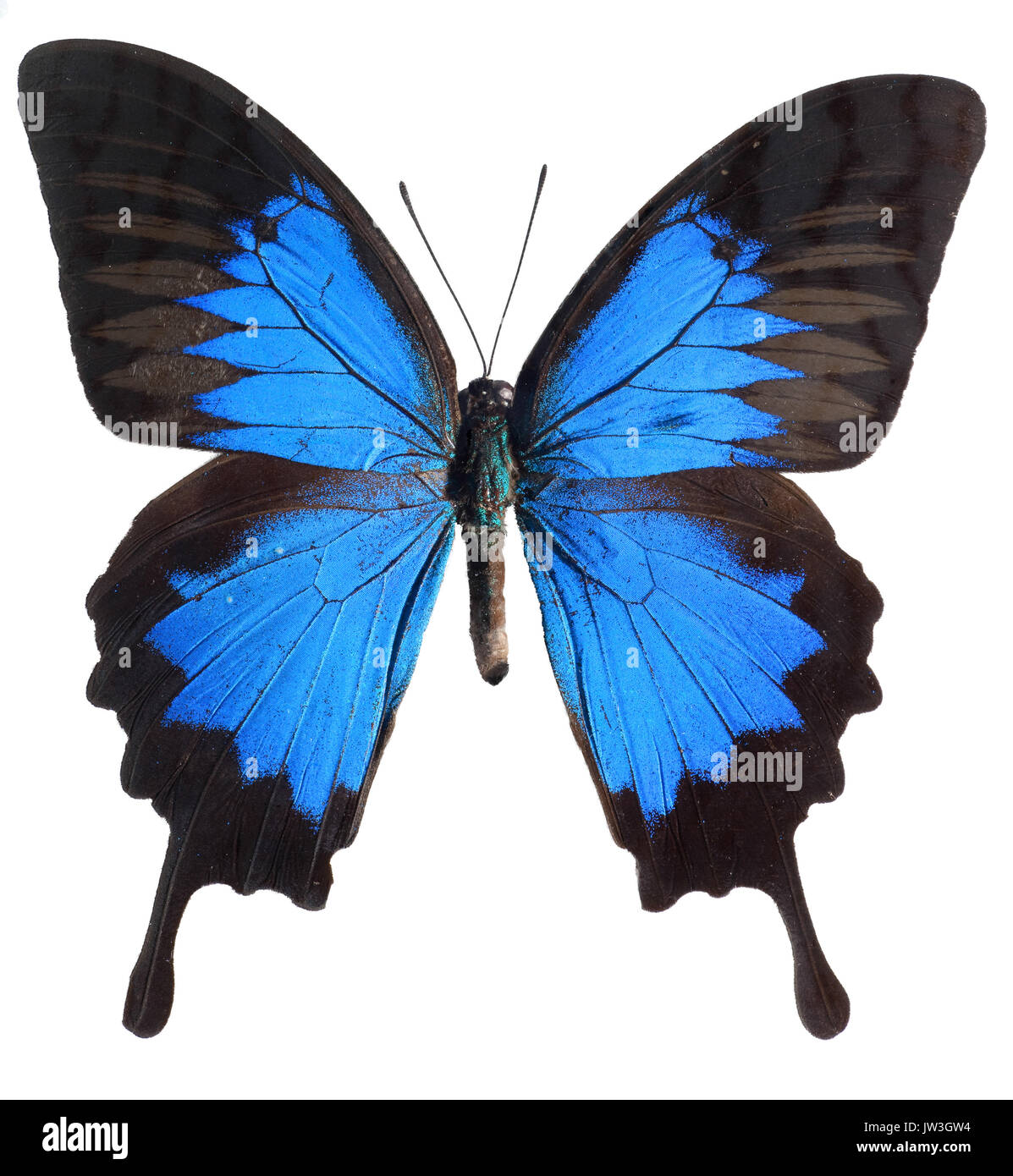 Ulysses swallowtail hi-res stock photography and images - Alamy