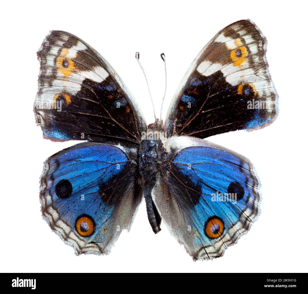 Nymphalinae junonia orithya wallacei hi-res stock photography and ...