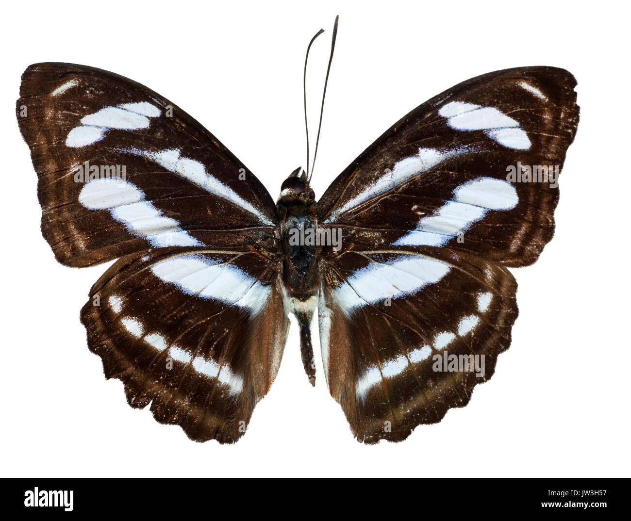 Colour Sergeant butterfly (Athyma nefte nivifera Stock Photo - Alamy